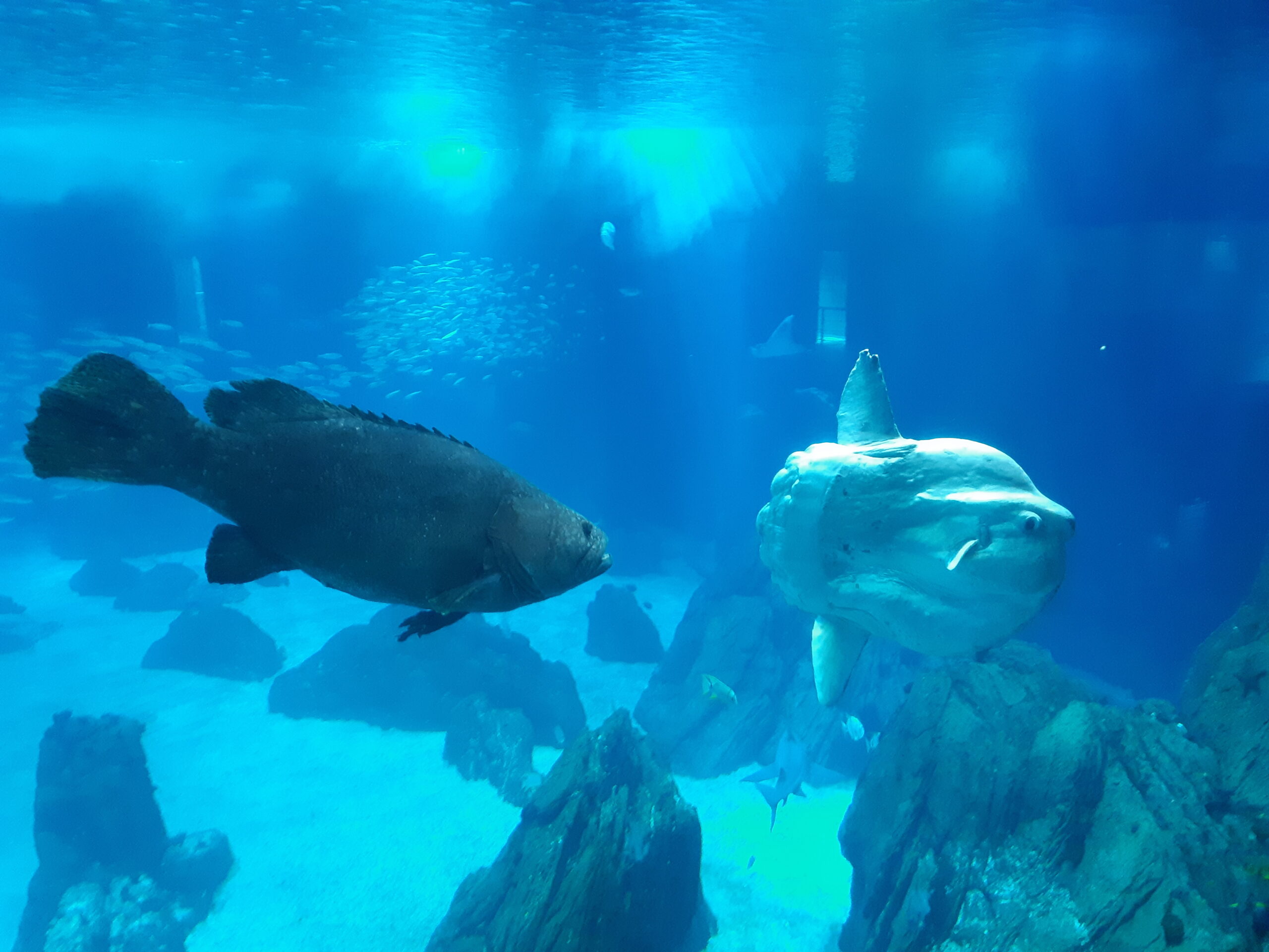 oceanário - Coisas Boas em Alta