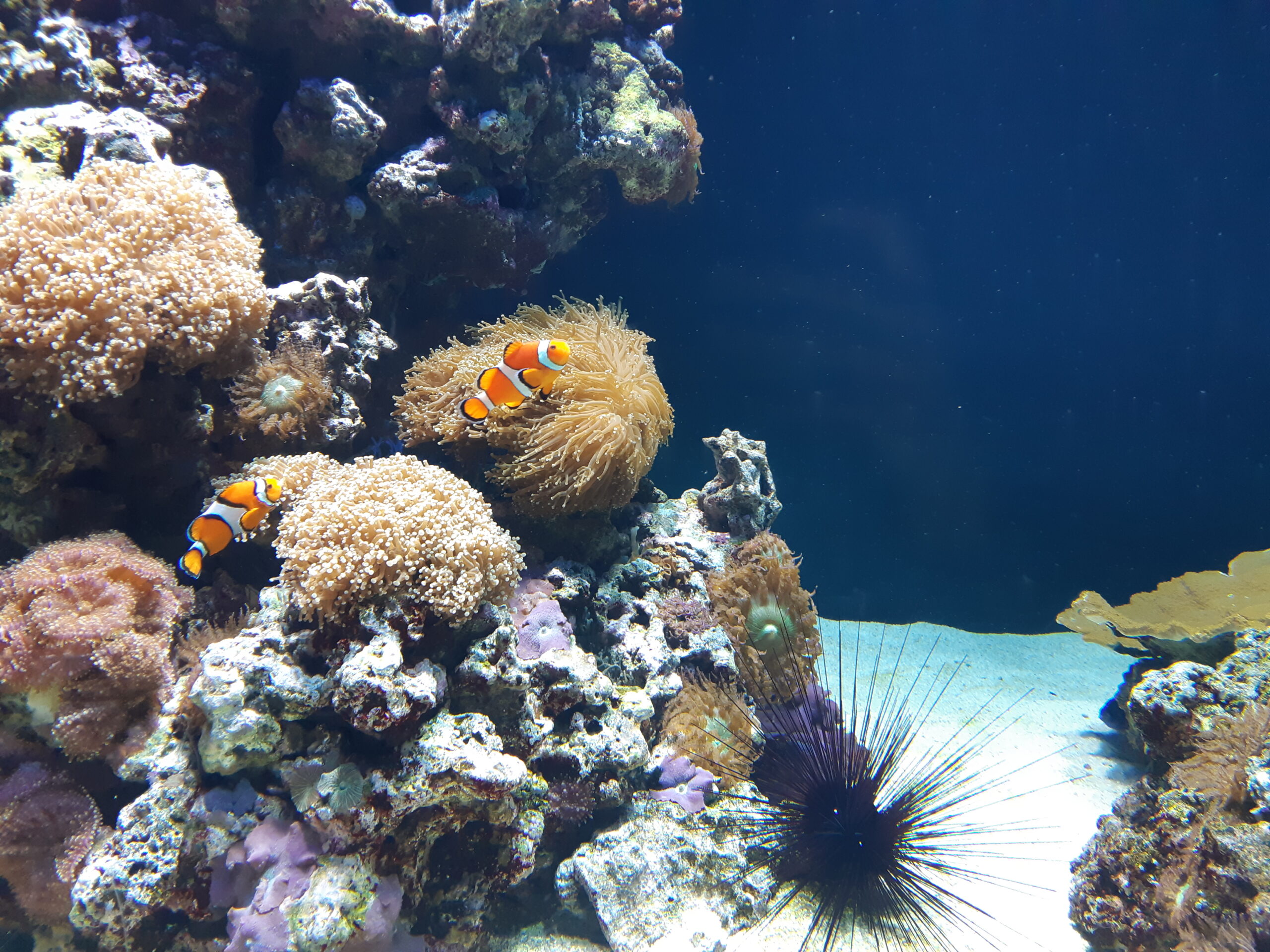 oceanário - Coisas Boas em Alta